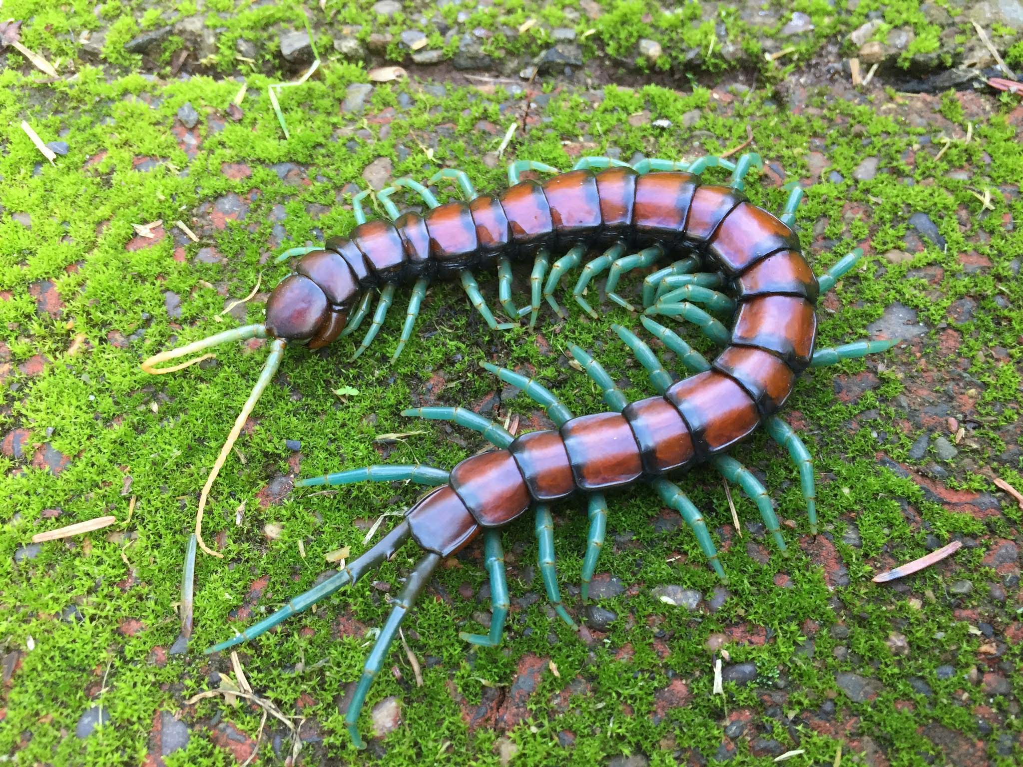 Mint Leg Centipede China (3i) – Frognose Exotics