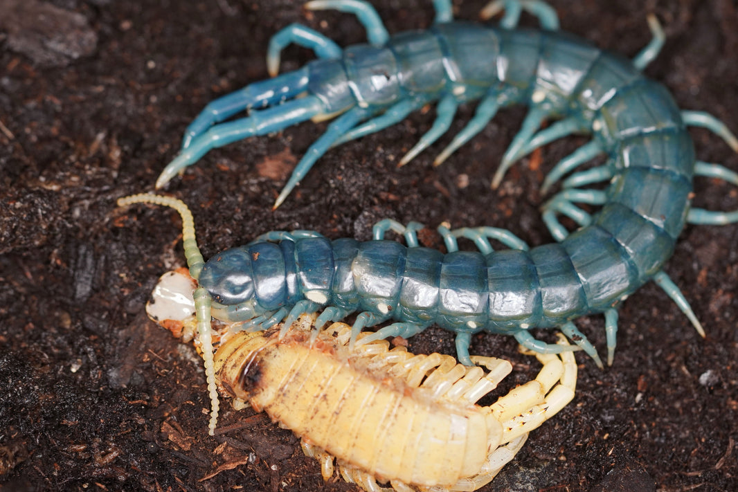 Centipedes For Sale | Next-Day USA Delivery – Frognose Exotics