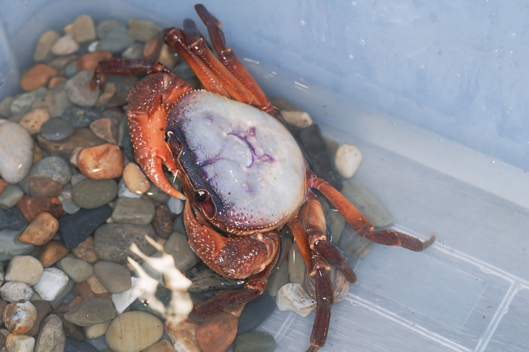 Freshwater Crabs For Sale | Next-Day USA Delivery – Frognose Exotics