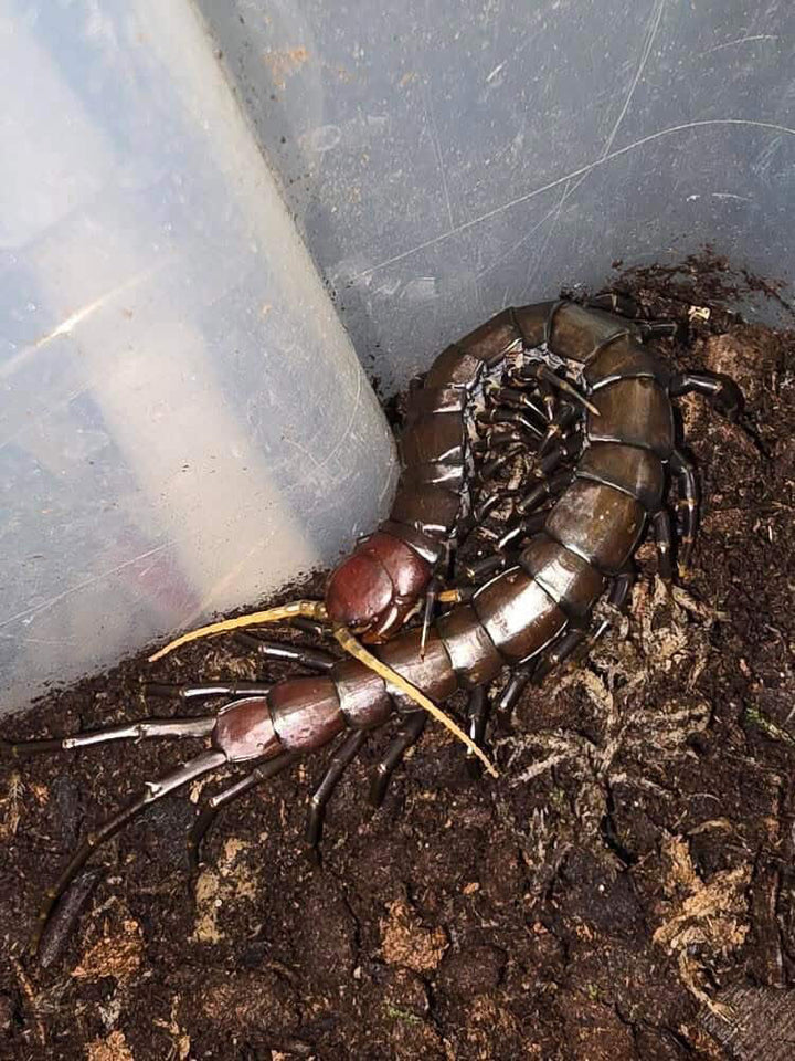 Centipedes For Sale | Next-Day USA Delivery – Frognose Exotics