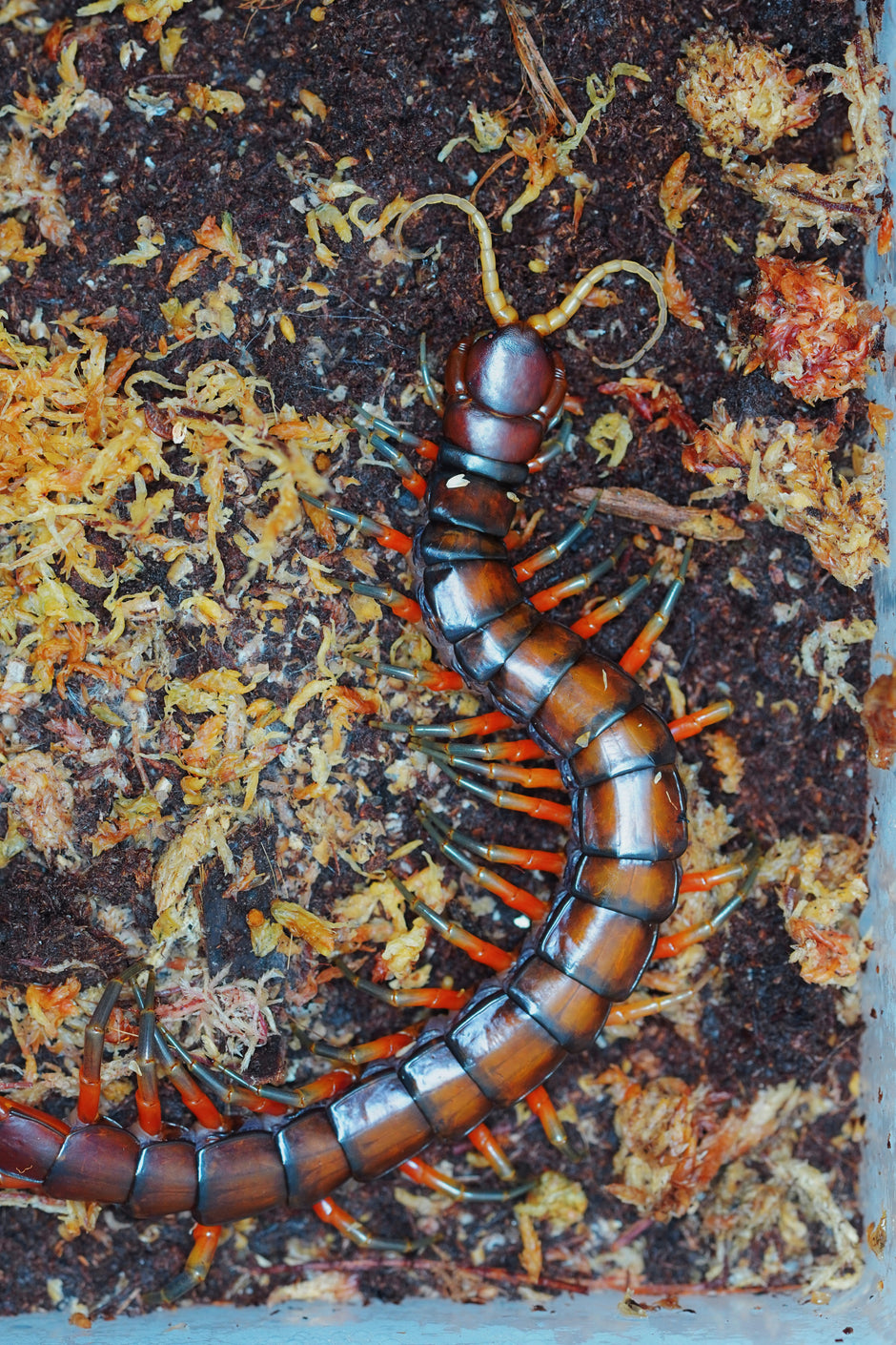 Centipedes For Sale | Next-Day USA Delivery – Frognose Exotics