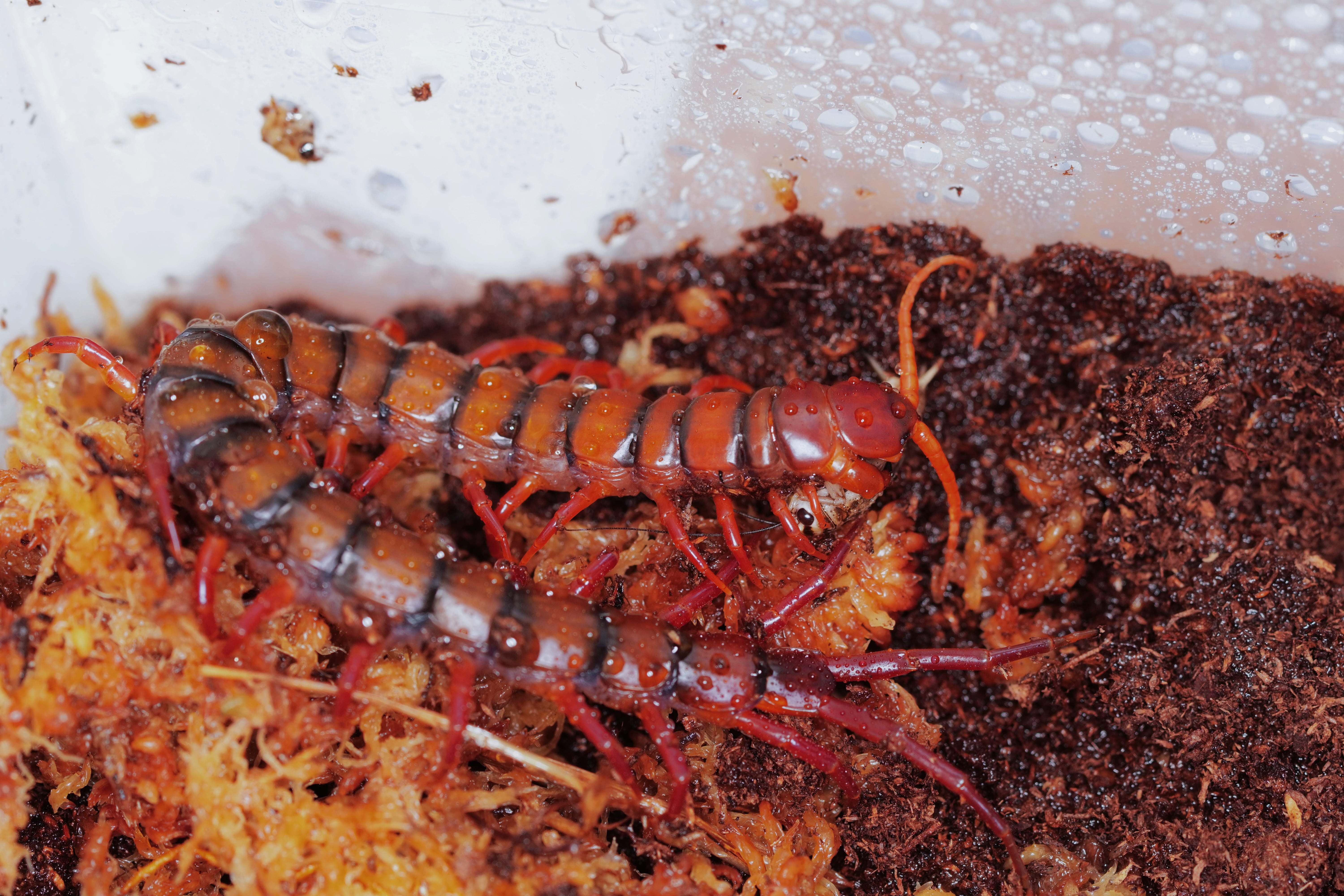 Centipedes For Sale | Next-Day USA Delivery – Frognose Exotics