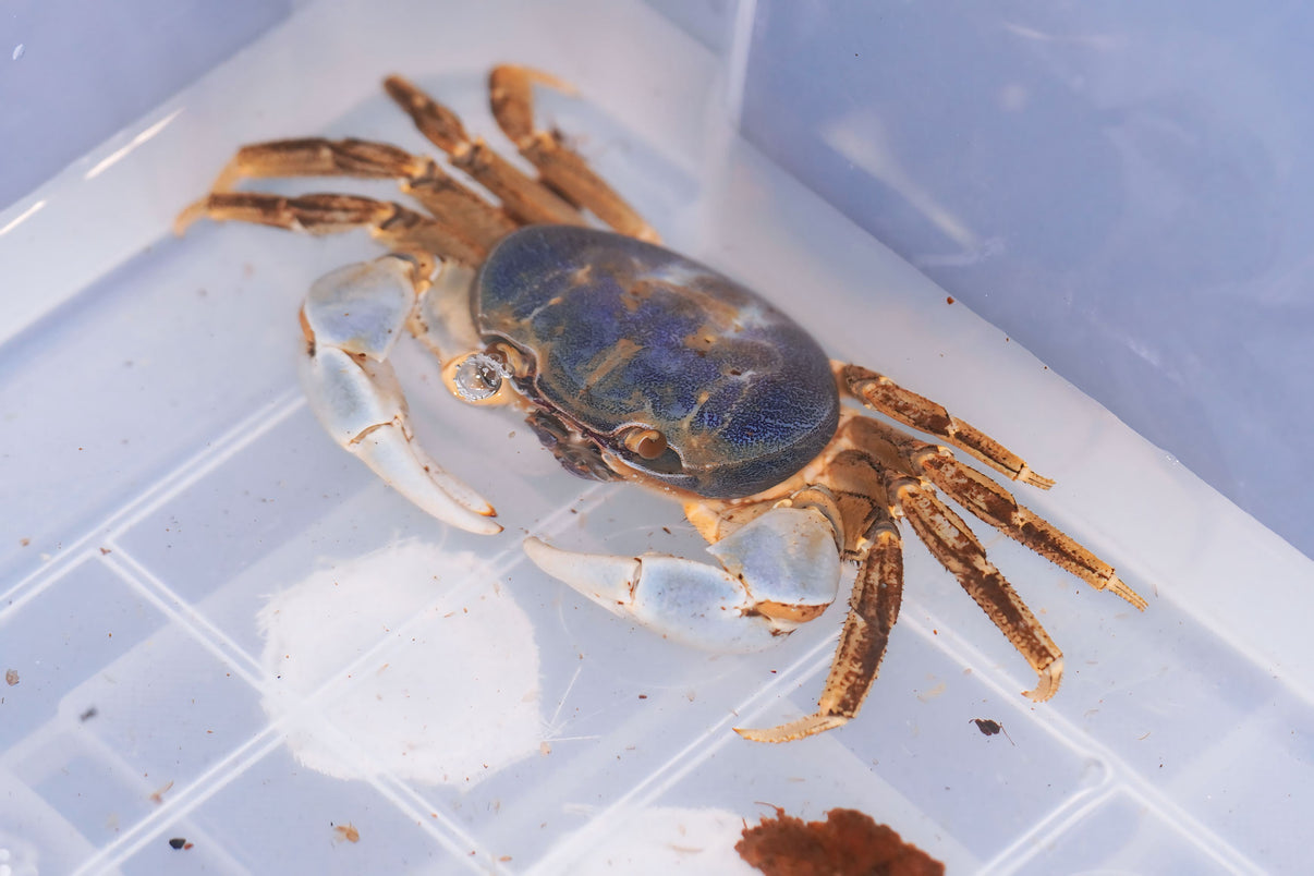Christmas Island Blue Crab (Tuerkayana celeste) – Frognose Exotics