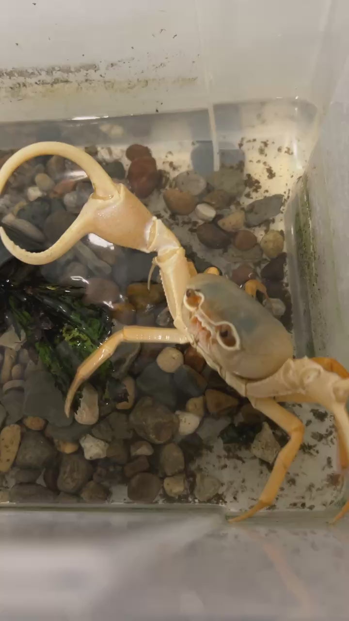 Freshwater Crabs For Sale | Next-Day USA Delivery – Frognose Exotics
